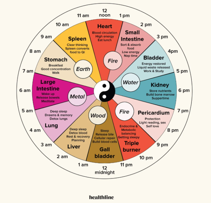 The “Chinese Organ Clock” Guide: Sync Your Aha Halo with Nature’s ...